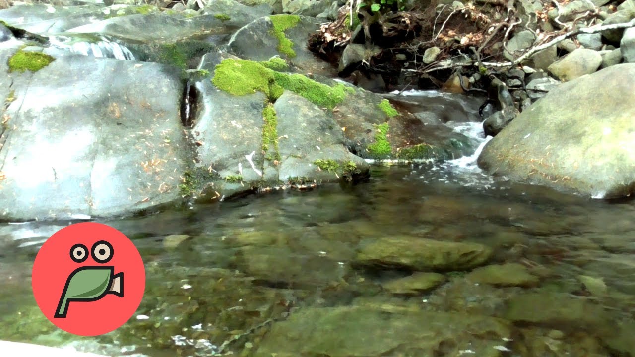 The Healing Power of Water: Relaxing Stream Sounds and Music - YouTube