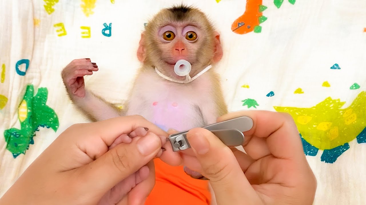 Monkey Puka sleeps well when Mom cuts his nails - YouTube