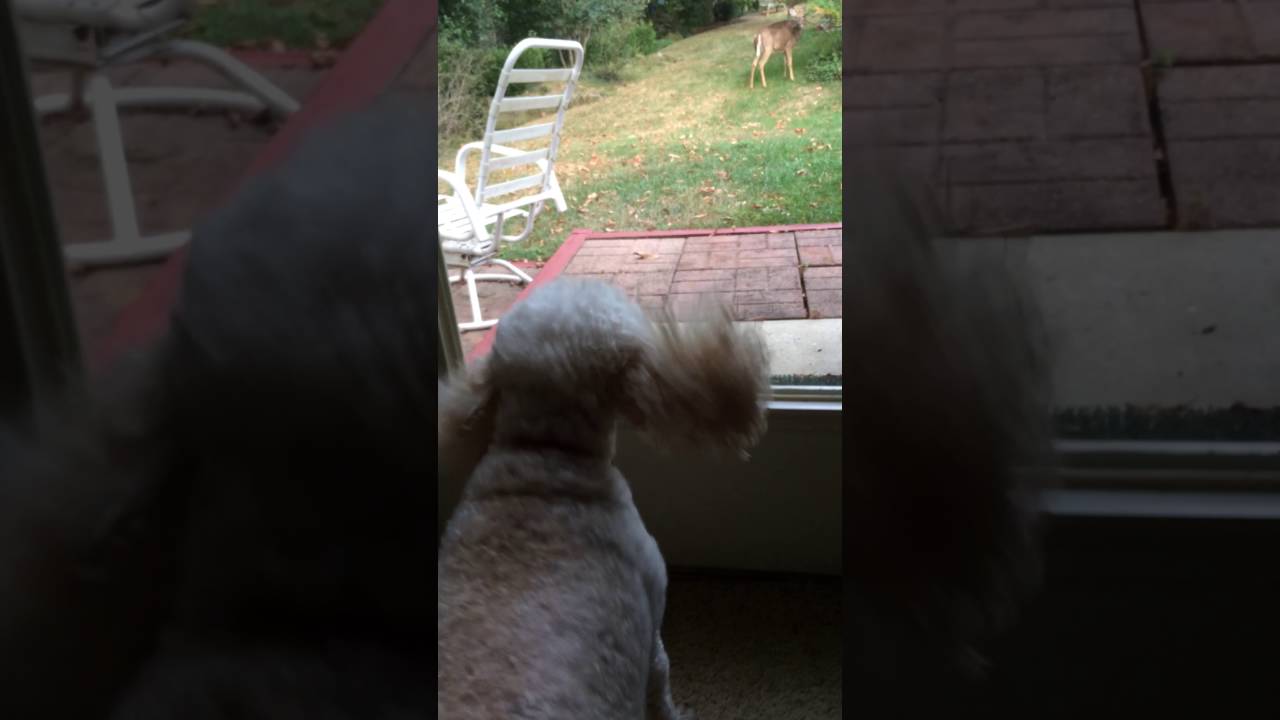 Princess Snow Angel - YouTube