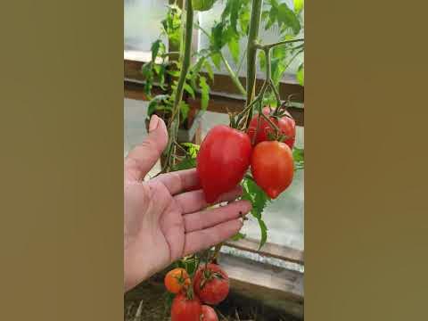 Томат Сосок Венеры - YouTube