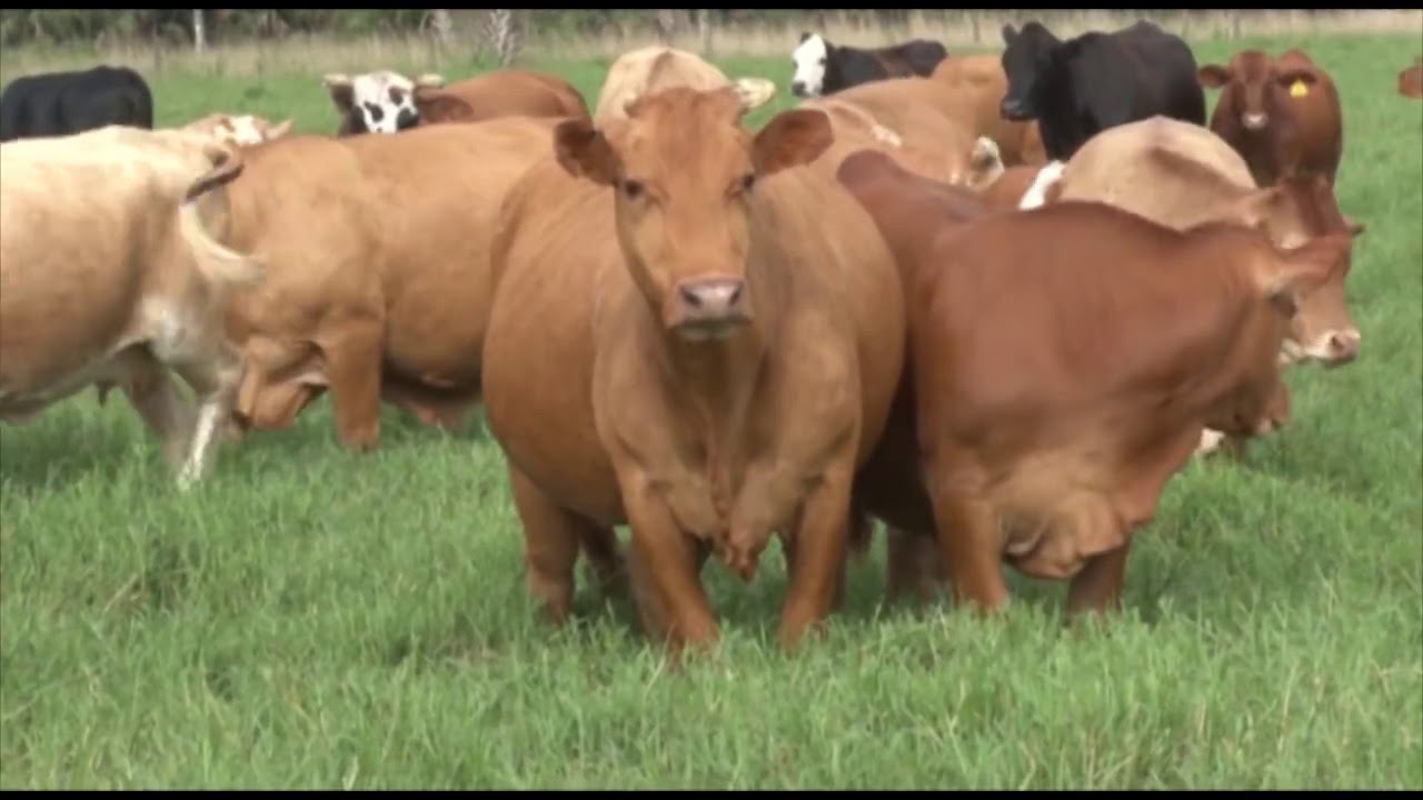Beefmaster Crossbred Females - YouTube