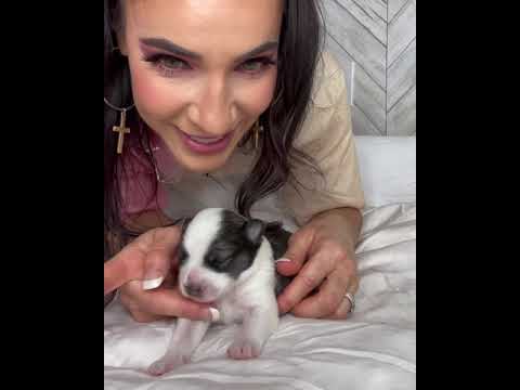 Woman Nurses New Born Puppy With Skin Infection Back to Health - 1211991
