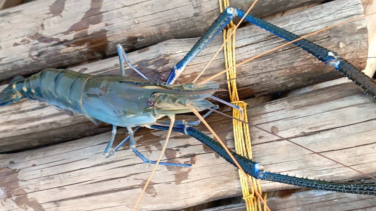 Ganga River fishing 400 gram Golda chingri. 🦞🦞🦞🦞🦞 - YouTube