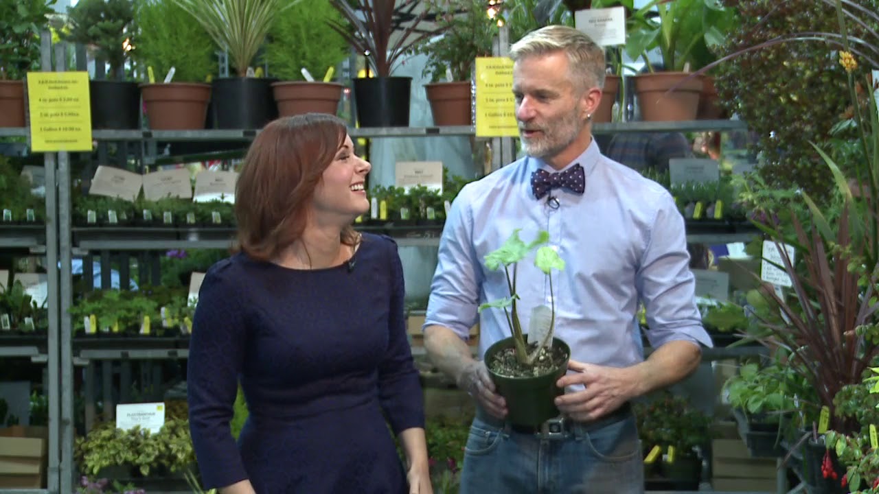 2016 Portland Home & Garden Show with Phil Parker - YouTube