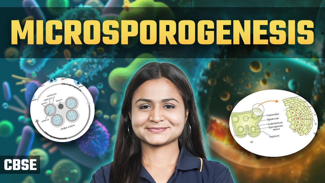 Microsporogenesis | Sexual Reproduction in Flowering Plants | Biology ...