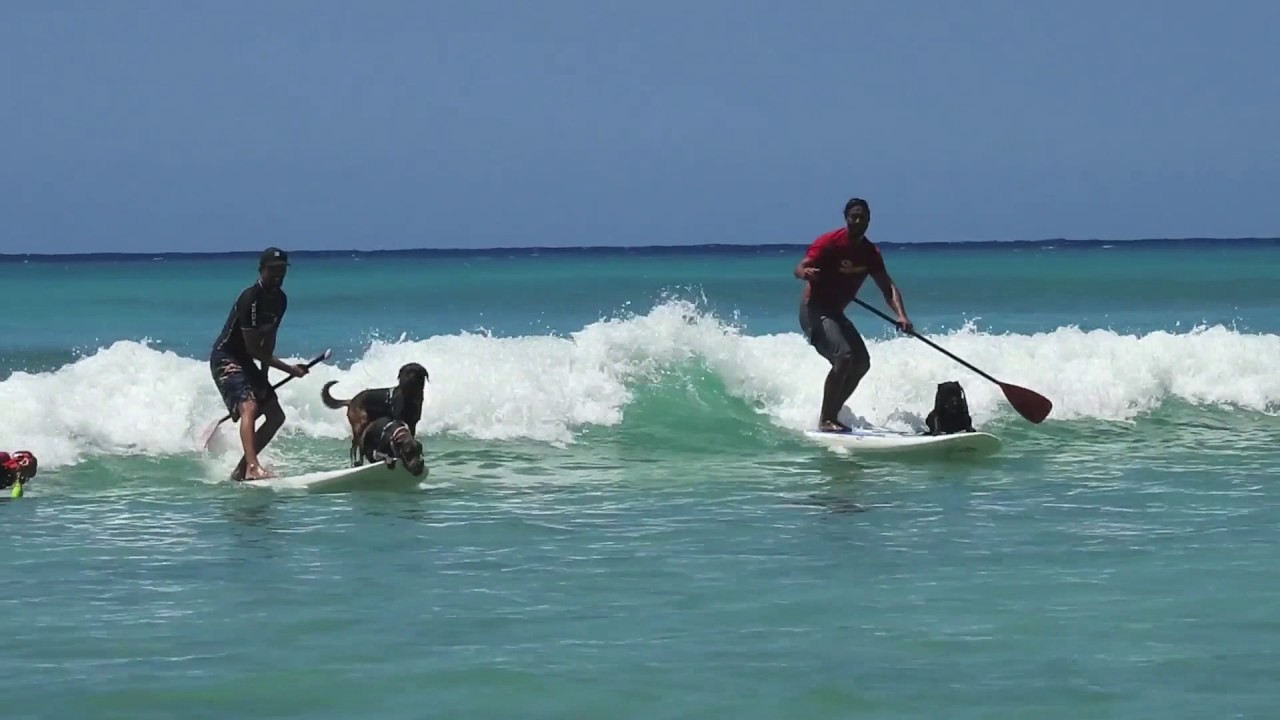 Furry Friends Surf Comp 4 - YouTube