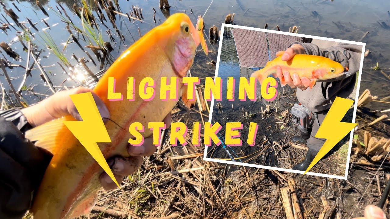 WE STRUCK GOLD! Jigging & Spooning For Lightning Trout | Bay Area - YouTube