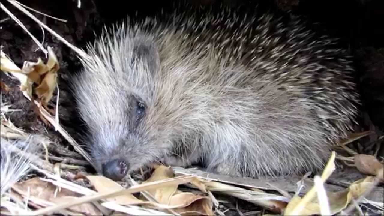 Ouriço-cacheiro (Erinaceus europaeus) - Costa de Caparica, Portugal ...