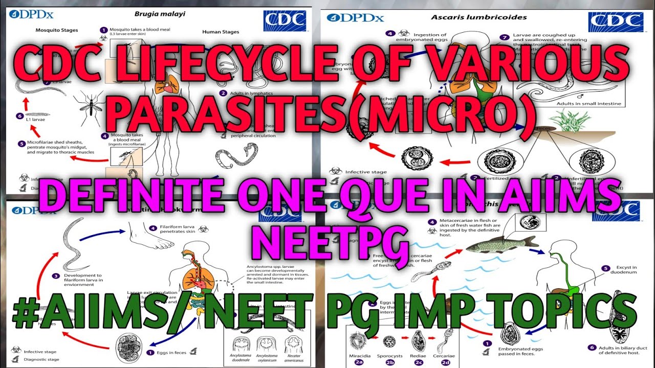 CDC life cycle for different parasites#parasitology lifecycle# ...