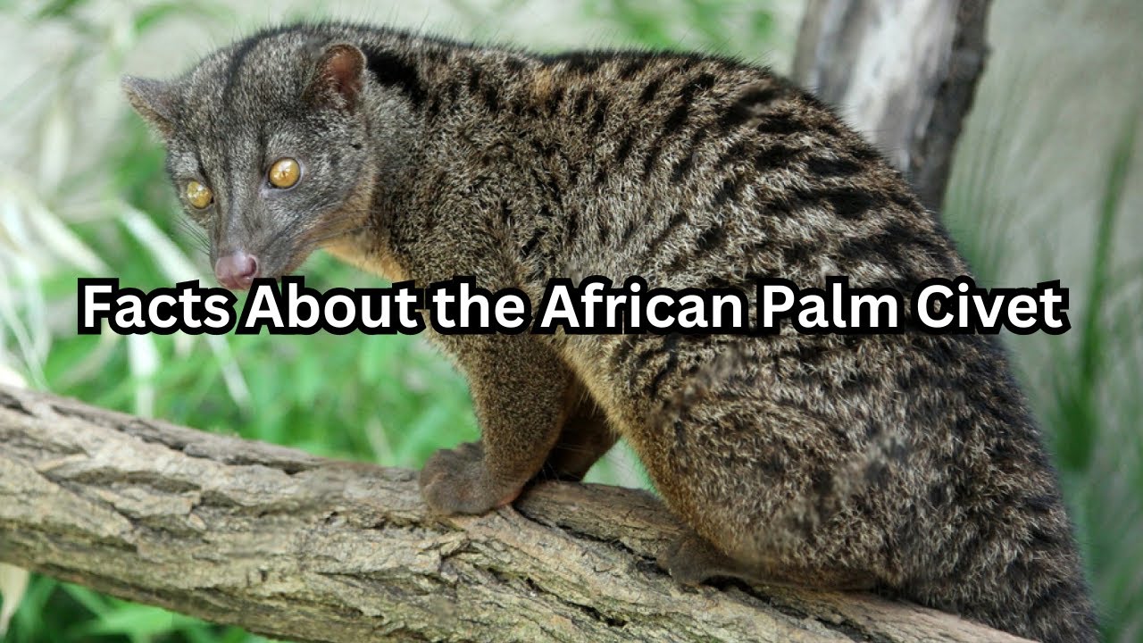 Facts About the African Palm Civet - YouTube