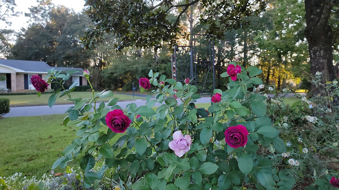 Celestial Night rose October 2021 | Rose review | Southern Alabama ...