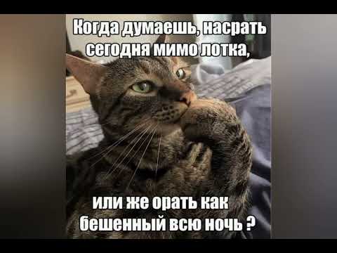 9 октября 2024 г.