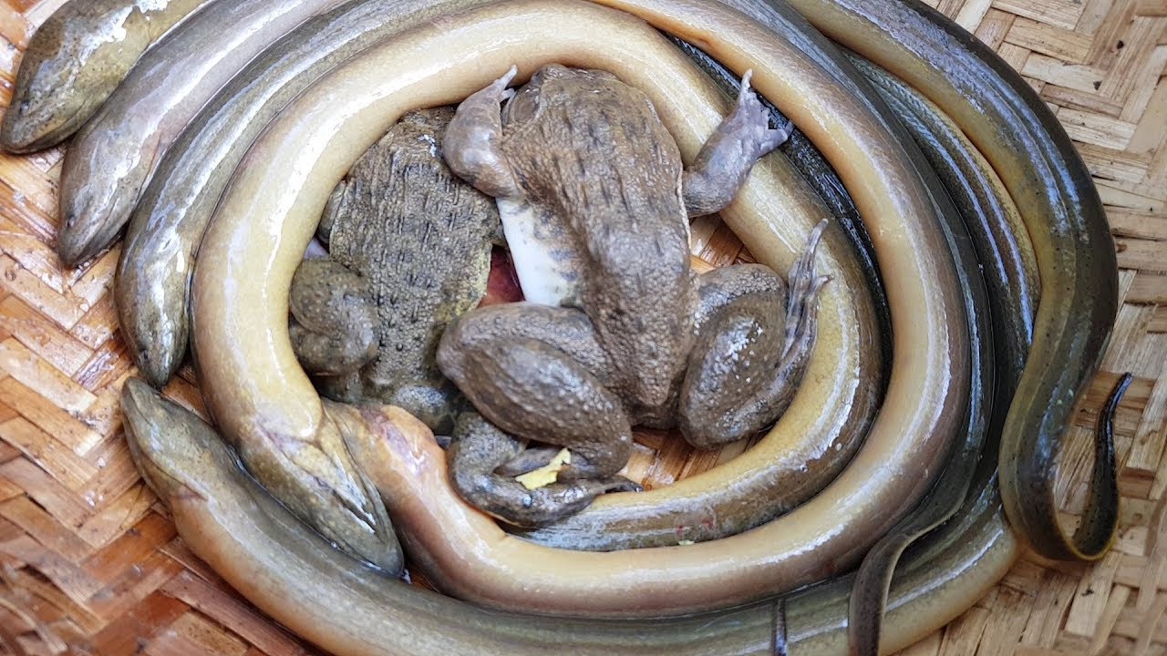 Primitive Times: jungle eel soup - YouTube