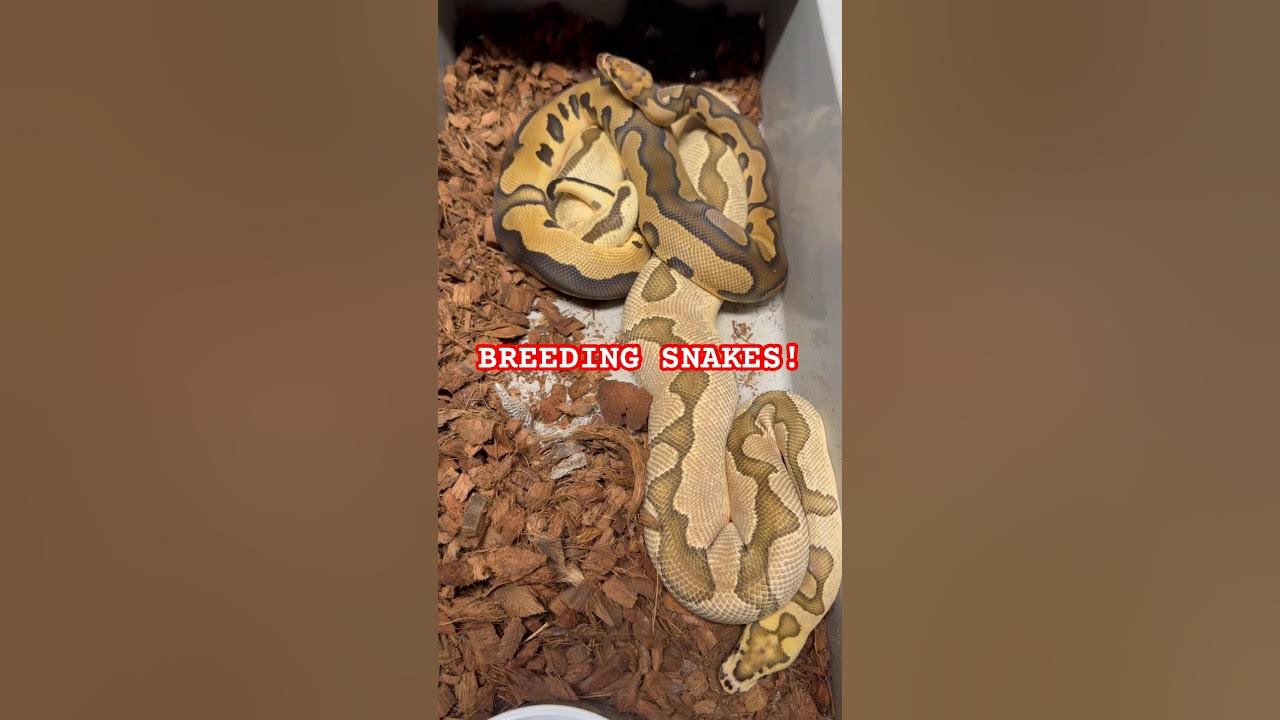 Breeding Ball Pythons #shorts - YouTube