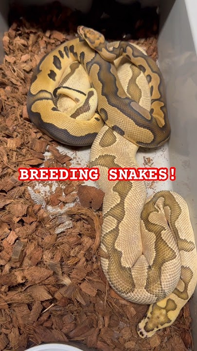 Breeding Ball Pythons #shorts - YouTube
