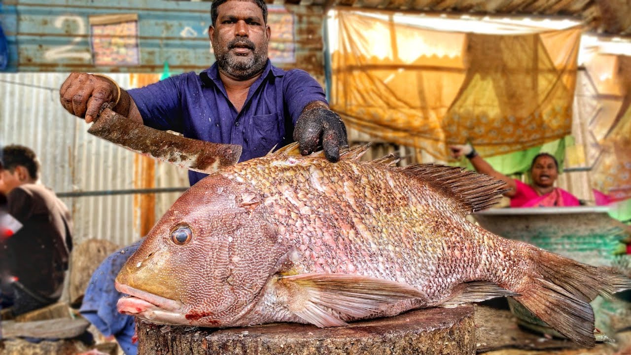 KASIMEDU 🔥 MINNAL RAJA | BIG SIZE KORALI FISH CUTTING VIDEO | 4K VIDEO ...