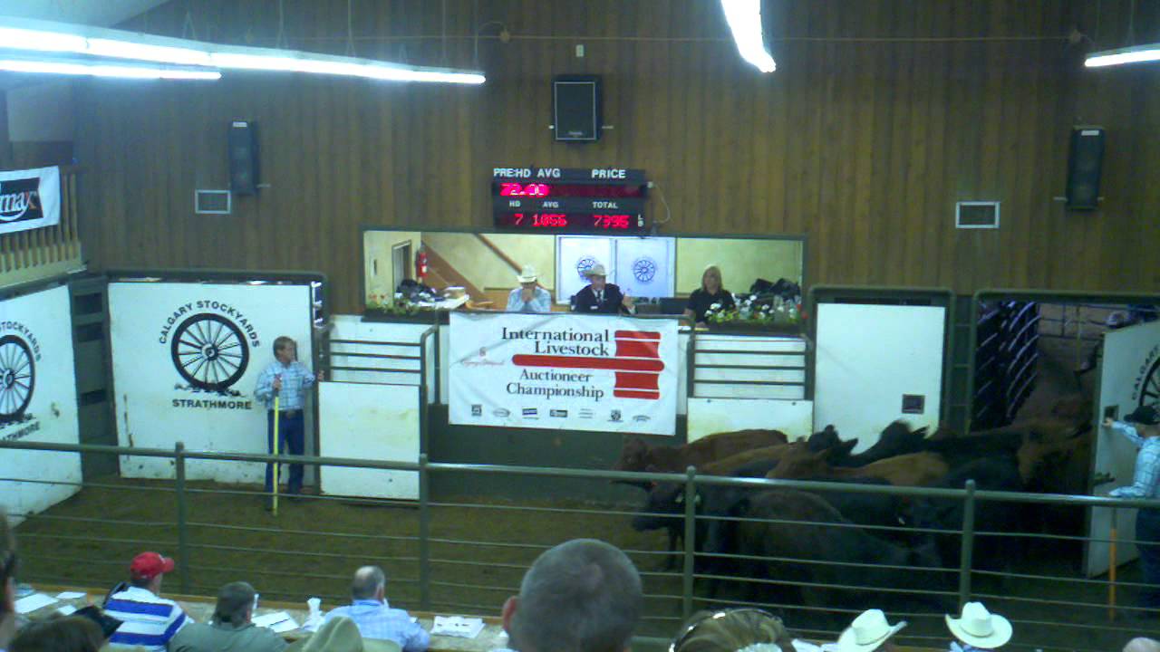 David Whitaker selling at the International Livestock Auction ...
