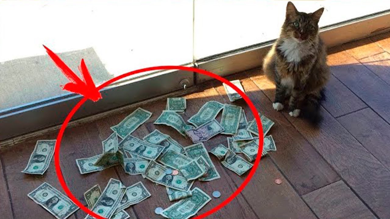 Cat Brought in a Lot of Money Every Day. People Were Shocked When They ...