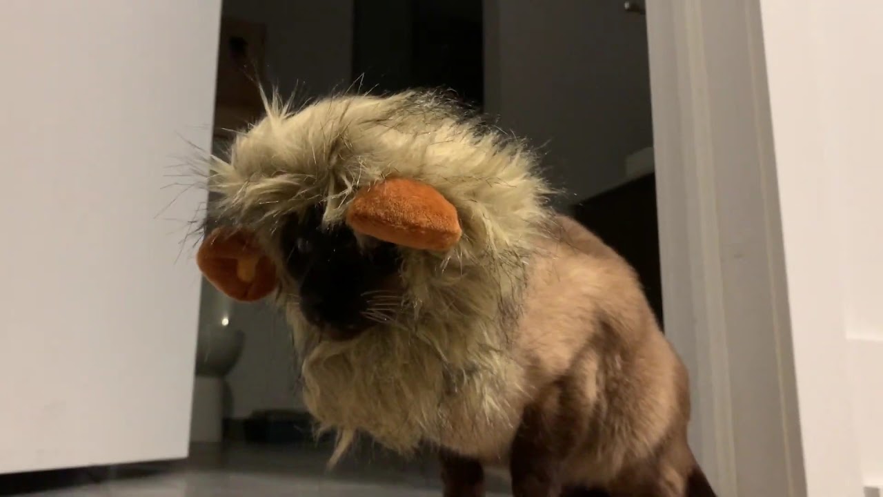 Lion King Simba style lion mane wig for pet sold by New Wave Store ...