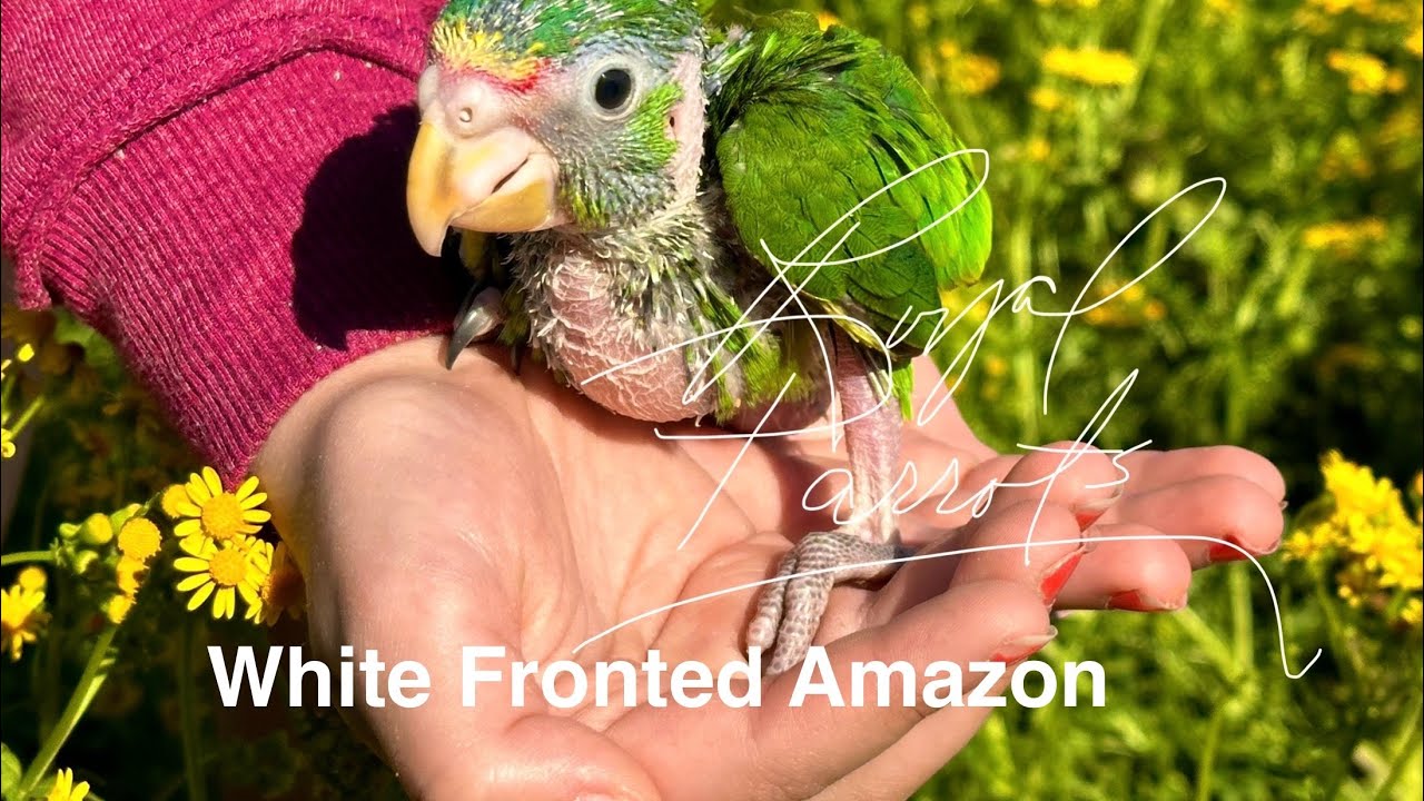White Fronted Amazon Parrot! - YouTube