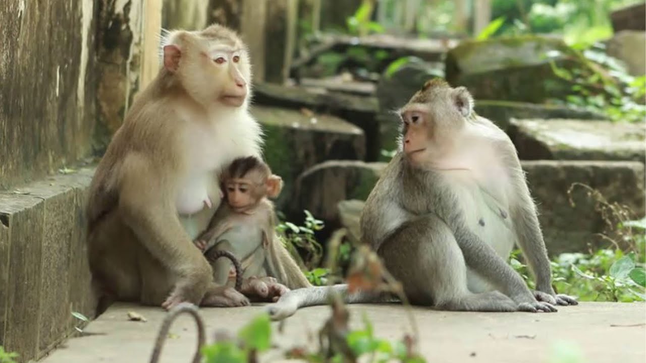 Monkey ANITA and rose mk ,angel monkey on 0ct20, 2022,G-Maz..715.Amber ...