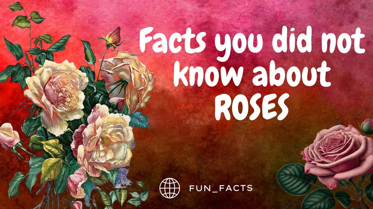 Fun facts about Roses || Rose flower varieties || Rose different colors ...