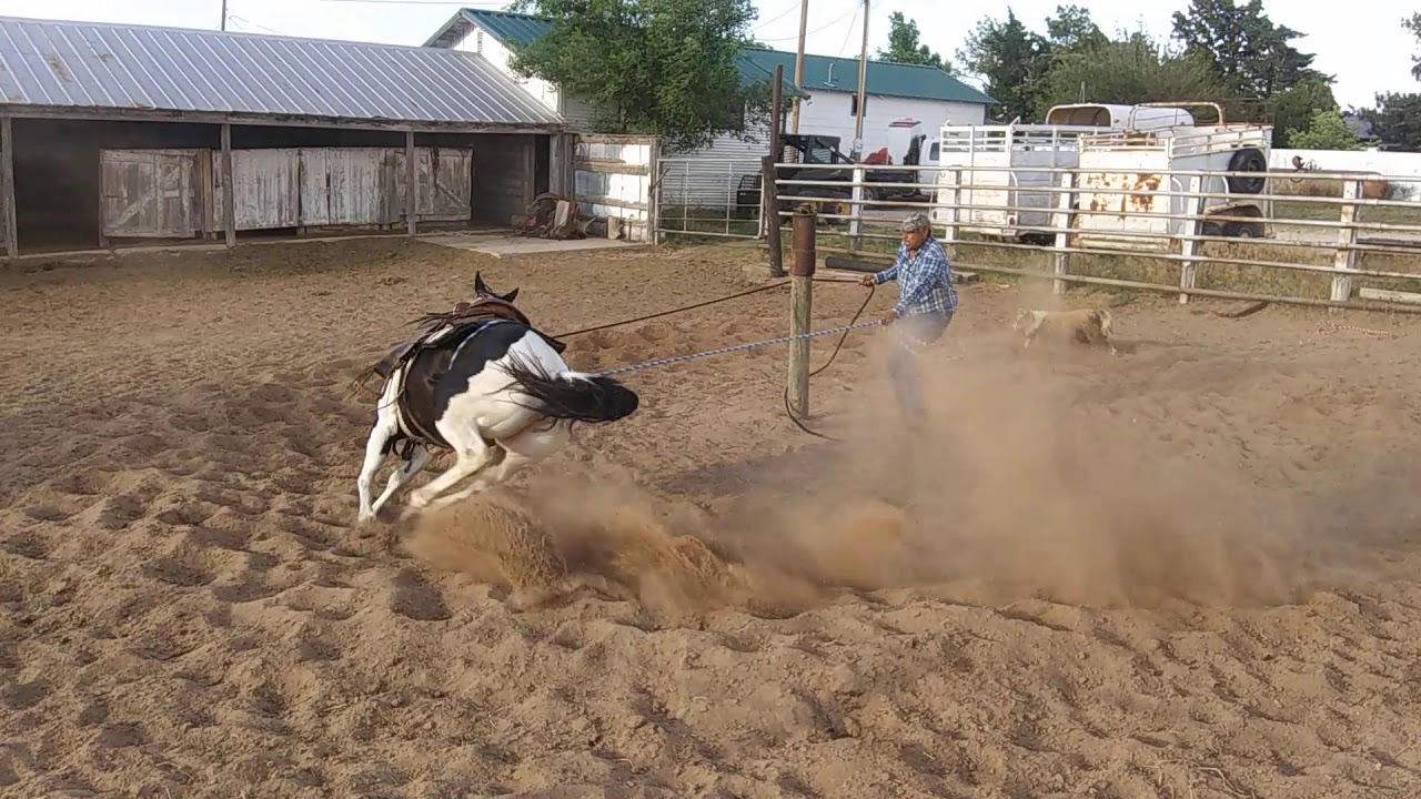 Demostrando como quitarle lo rreparador a un caballo sin golpear ni ...