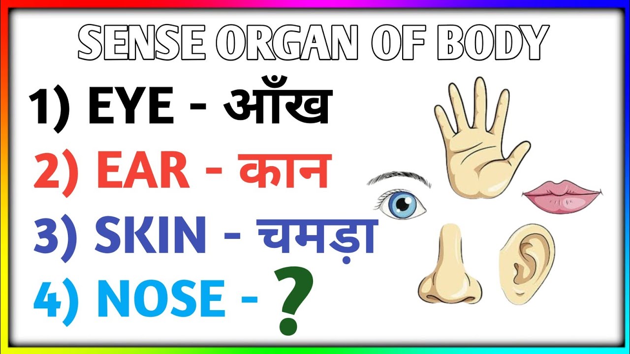 sense organs name | sense organs। 5 sense organs। sense organs for kids ...