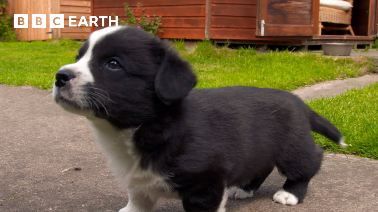 Baby Corgis Learn to Play-Fight | Wonderful World of Puppies | BBC ...