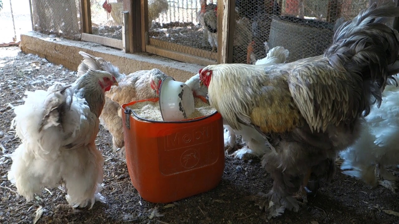 TIME TO EAT...BRAHMA CHICKEN BREED - AGROKOTA.GR - YouTube