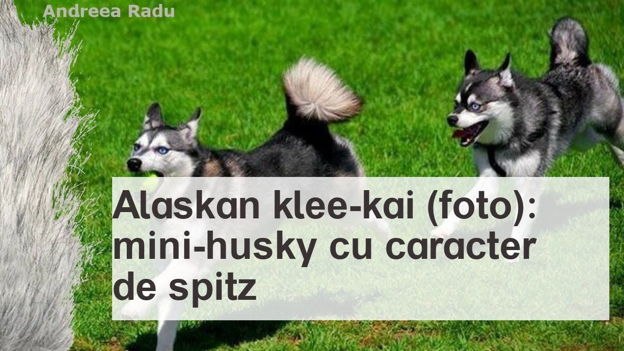 Alaskan klee-kai (foto): mini-husky cu caracter de spitz - kot-pes ...