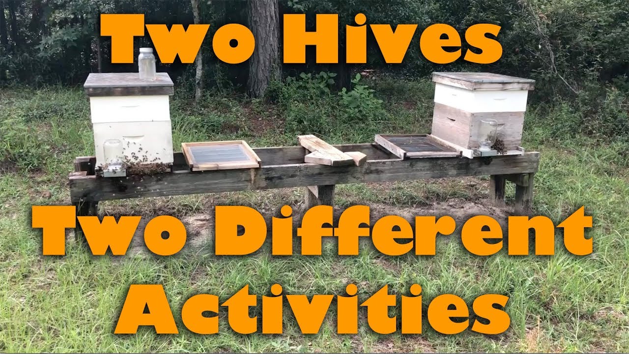 Two Different Hive Activities - YouTube