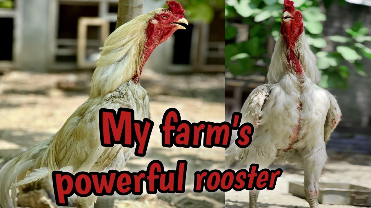 powerful aseel chicken | my farm's powerful rooster - YouTube