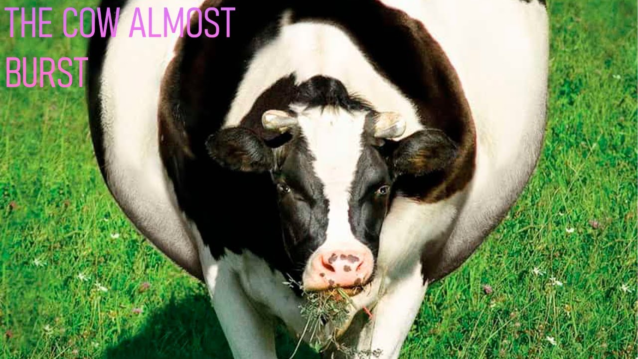When a cow ate, she could explode - YouTube