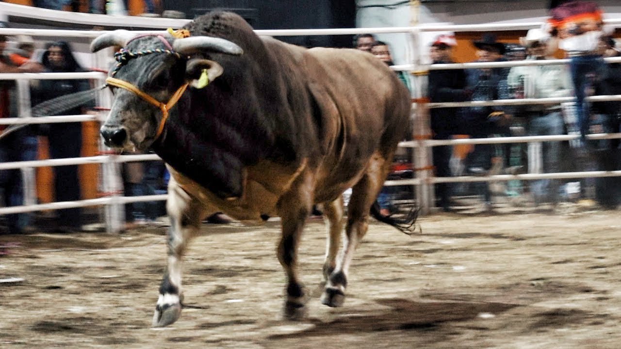 LAS CARNES DE ESTE TORO SON IMPRESIONANTES Y SU REPARO PODEROSO!!! Es ...