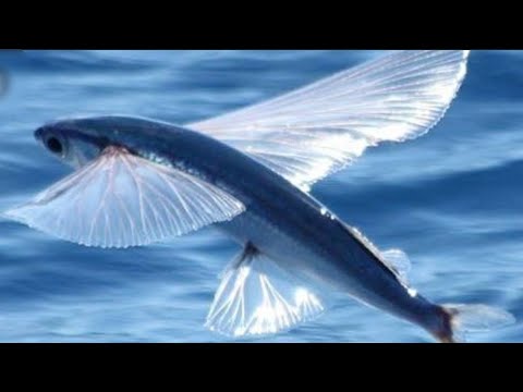 The Flying Fish - YouTube