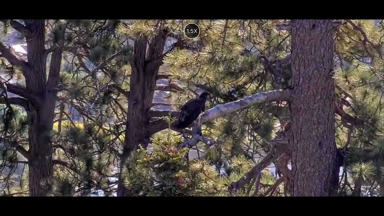 GIZMO FLEDGES‼️ #FOBBV #EagleCam #SunnyAndGizmo #Sunny #Gizmo # ...
