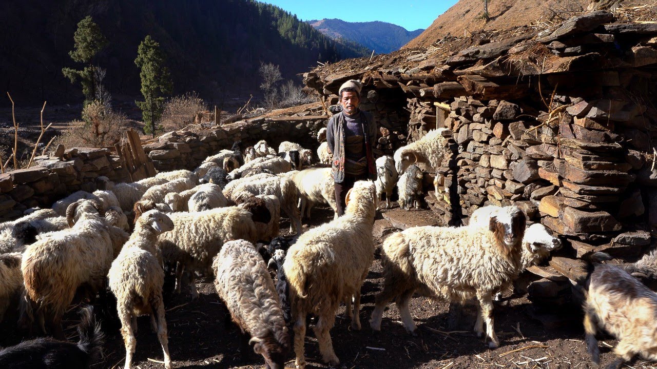 Daily Activities of Sheep and Their Shepherd in the Shed - YouTube