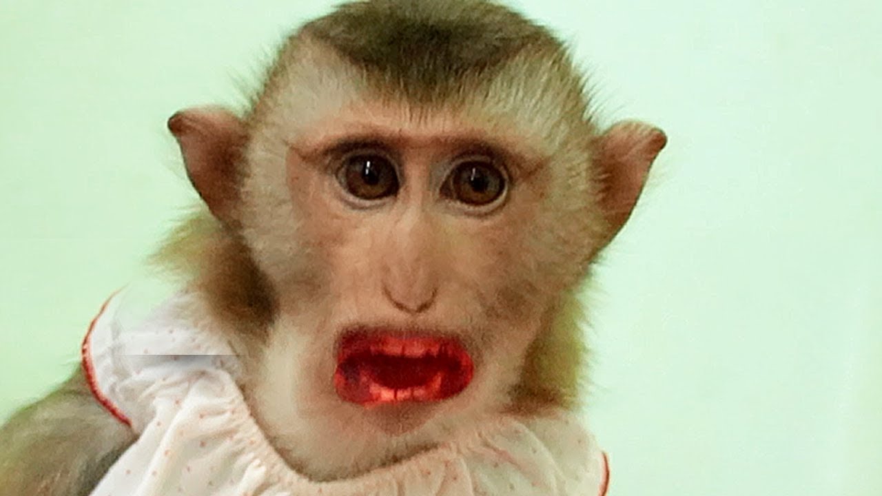 Super Amazing Performer Monkey Lyly Eating | What Surprising Lyly Show ...