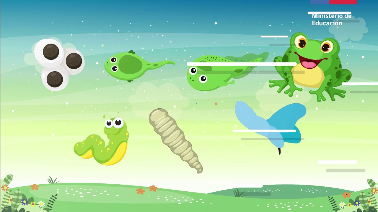 Ciclo de vida de los animales/Cs. Naturales 2° básico - YouTube