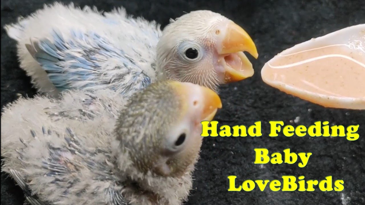 Episode3 | HAND FEEDING BABY ALBS 2 or EYE RING LOVEBIRDS - YouTube
