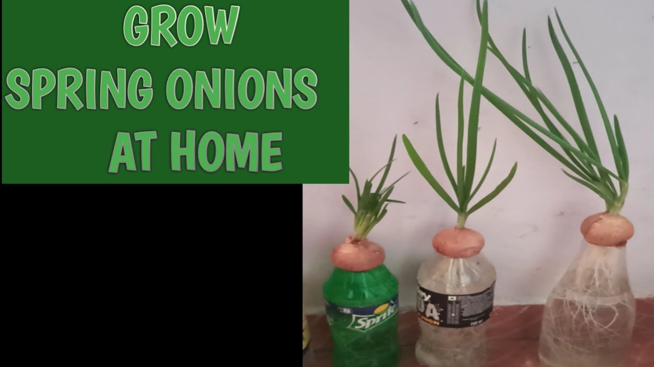 Grow spring onions at home / spring onions in a bottle ( ep 51) - YouTube