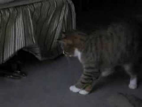 Scared Cat Lucy Belle vs Monster Under The Bed Funny Video Scary Spooky ...