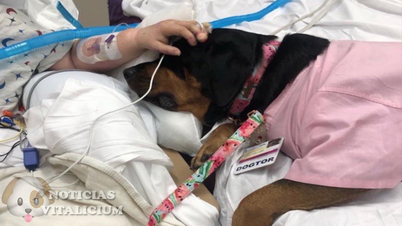 NO PODRAS CREER porque este perro visita el hospital TODOS LOS DIAS ...