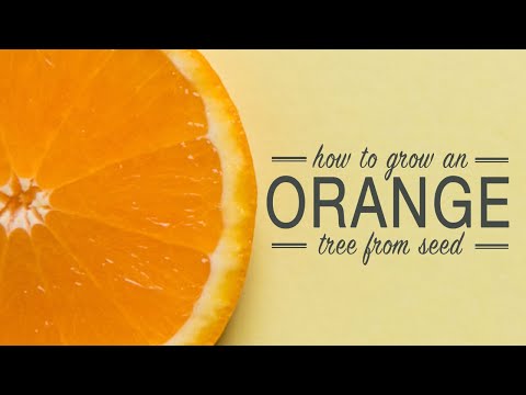 How To Grow Orange Plants From Seed
