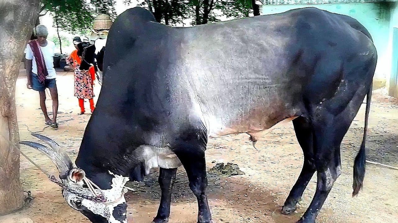 Powerful Hallikar & Khillari Racer Bulls,, Not for sale - YouTube