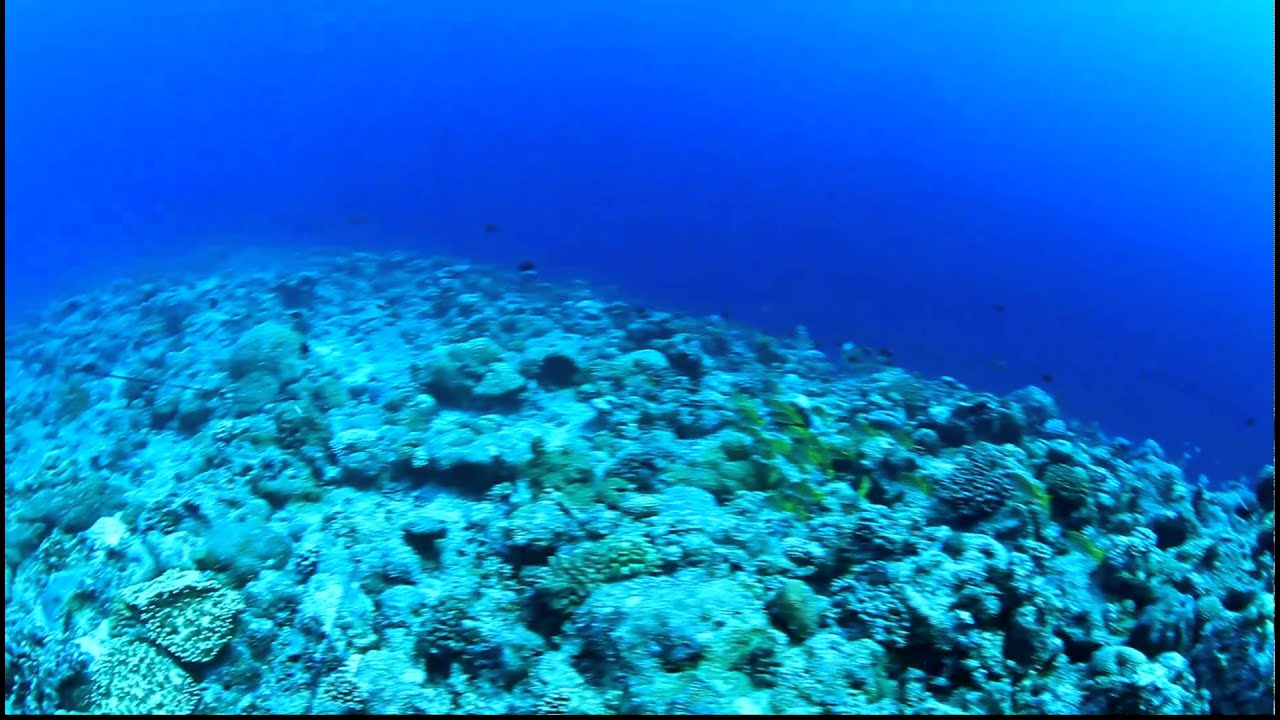 Big drop off, Palau - strong current - YouTube