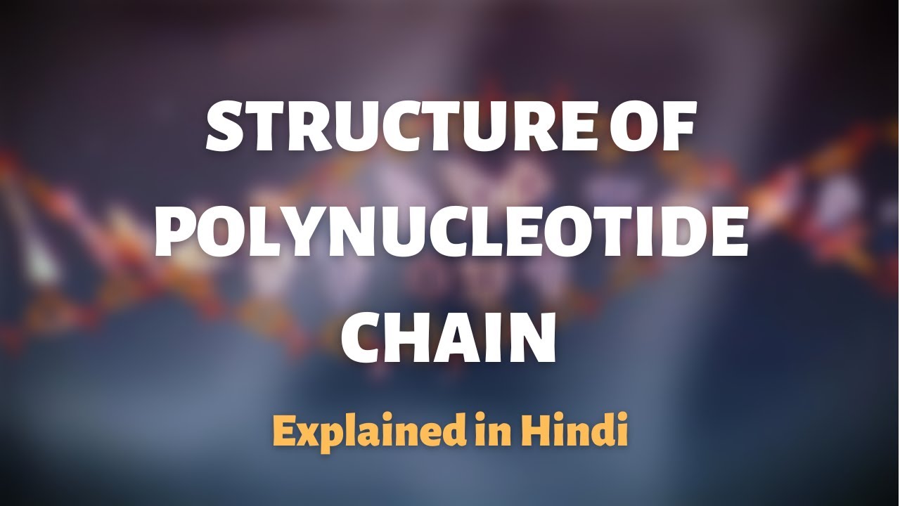 STRUCTURE OF POLYNUCLEOTIDE CHAIN | class 12 polynucleotide chain - YouTube