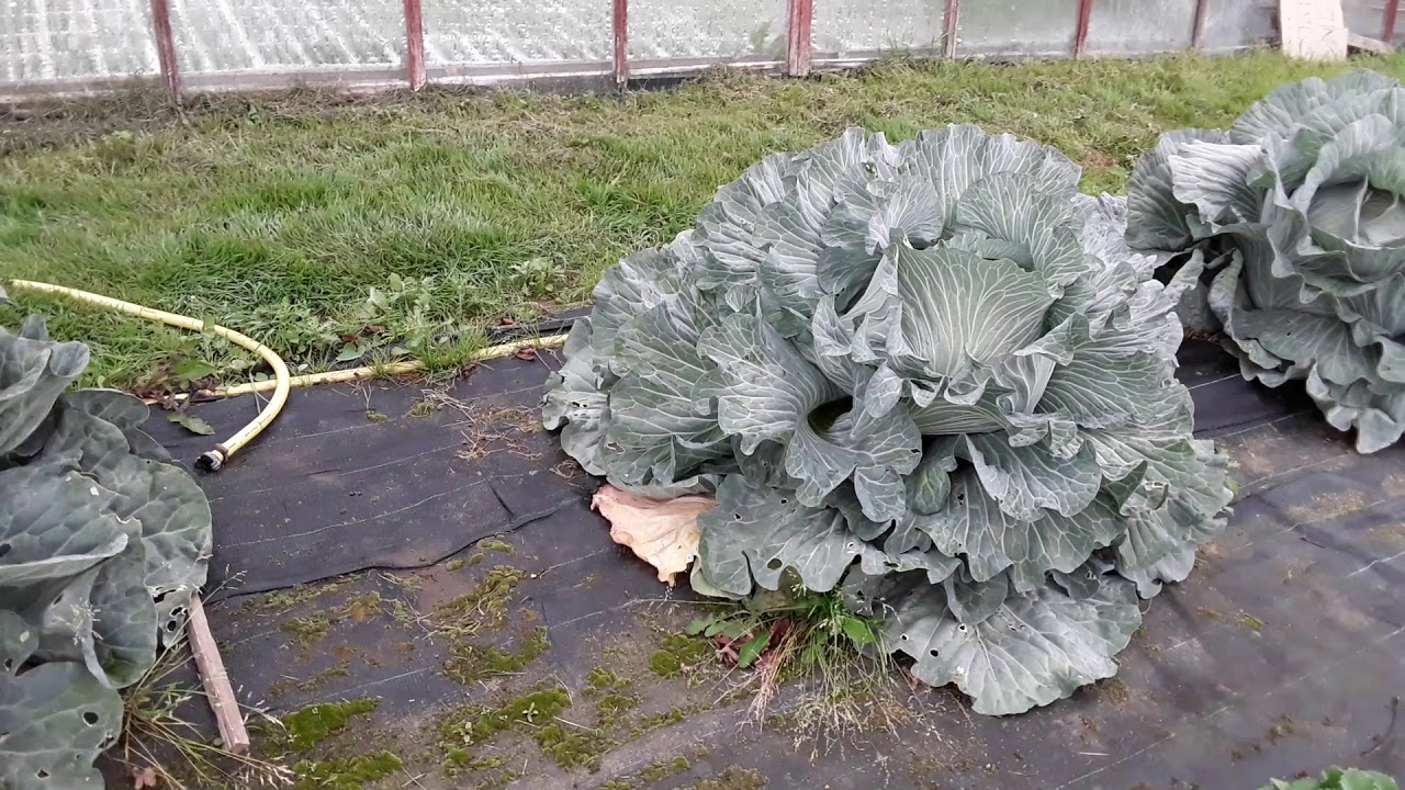 giant cabbage growing - YouTube