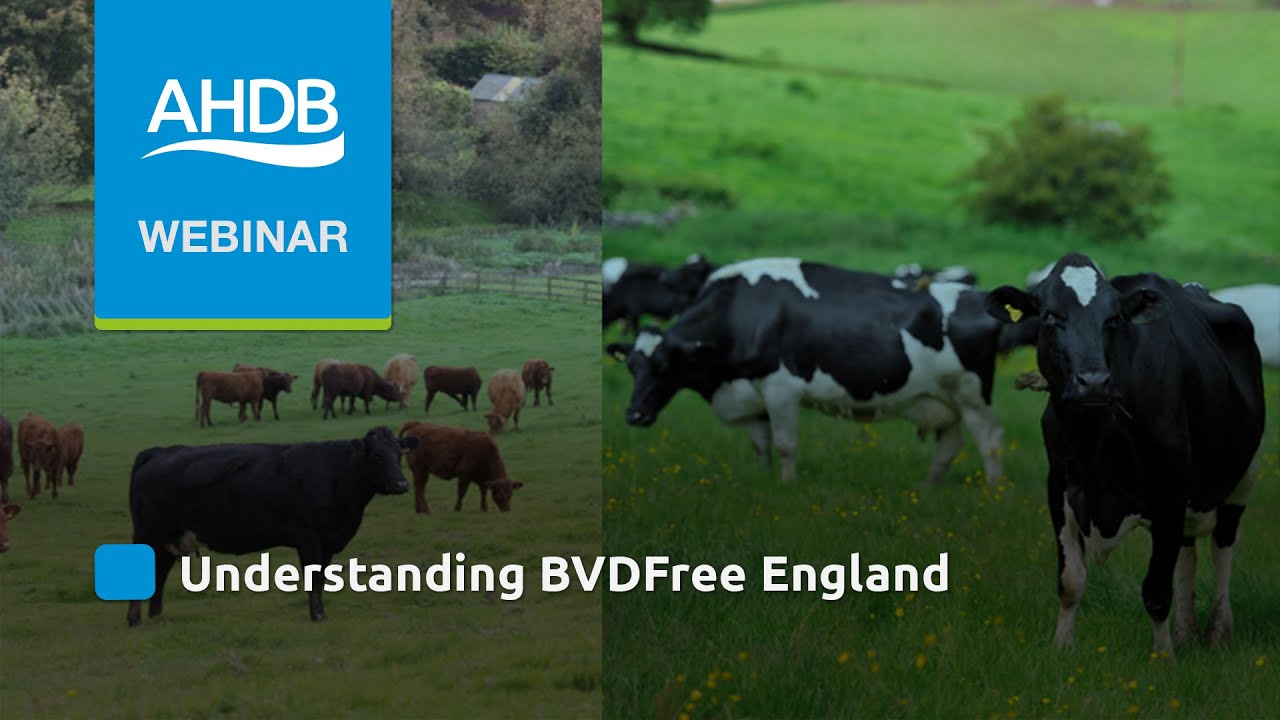 Understanding the BVDFree Scheme - YouTube